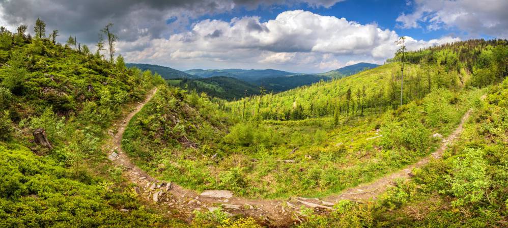 Rezerwat „Romanka” w Sopotni Wielkiej - Śląskie. Informac...